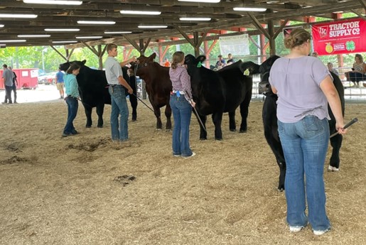 4-H Beef Show Winners Announced | News, Sports, Jobs - Post Journal